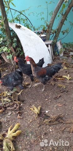 Продам молодых петушков породы синь синь дзянь(гол