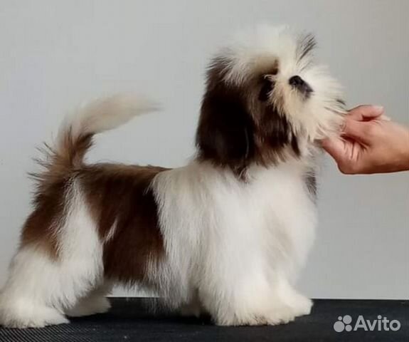 Великолепная девочка ши-тцу