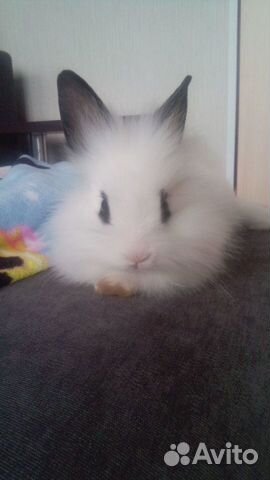 Продам крольчиху