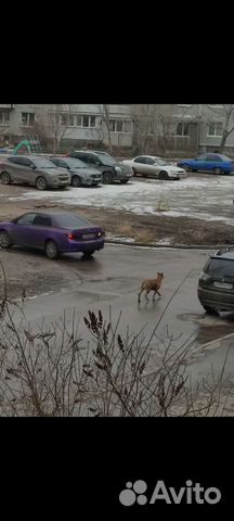 Найдена собака рыжая,Куйбышевский р-н г