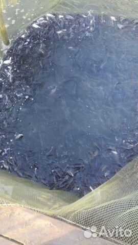 Малек Карпа 25-40гр