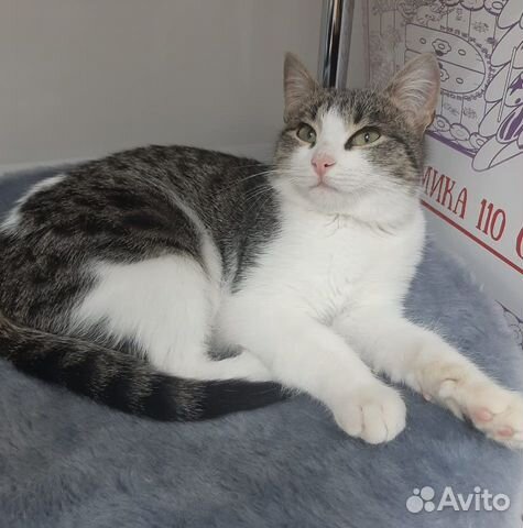Котенок с розовым носиком