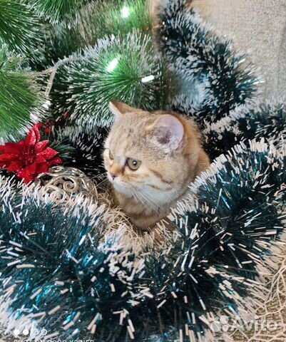 Шотландская прямоухая кошка
