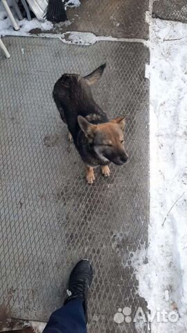 Собаки бесплатно в добрые руки