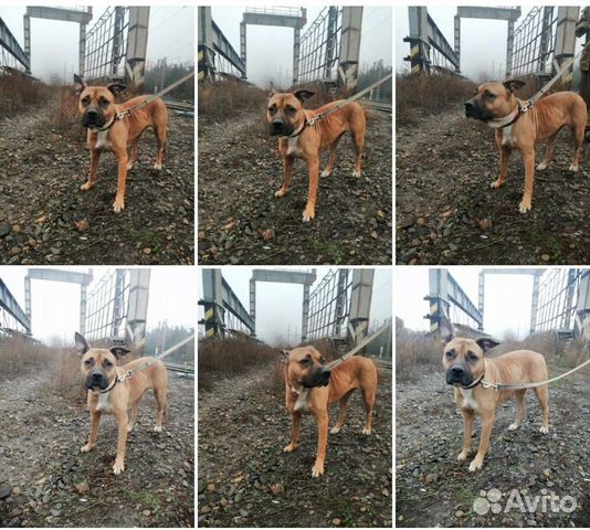 Собака девочка ищет дом