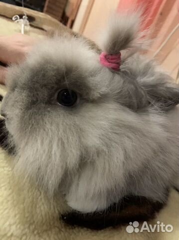 Декоративный кролик с клеткой