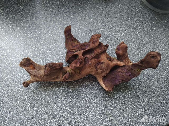 Коряга Мопани