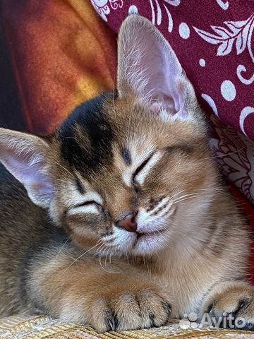 Абиссинские котята