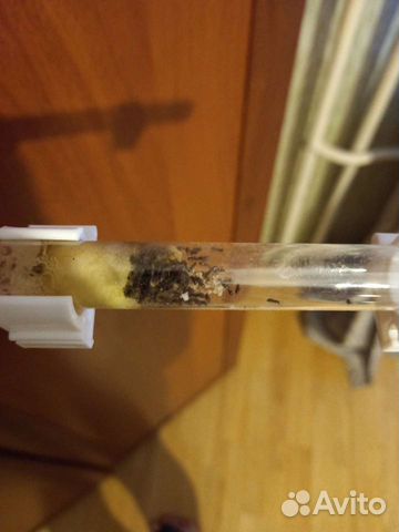 Муравьи лазиусы