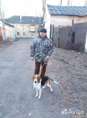 Эстонская гончая