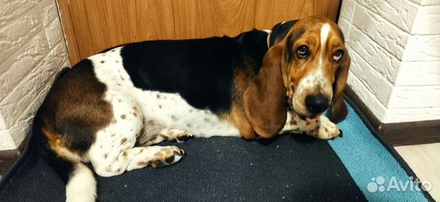 Бассет хаунд