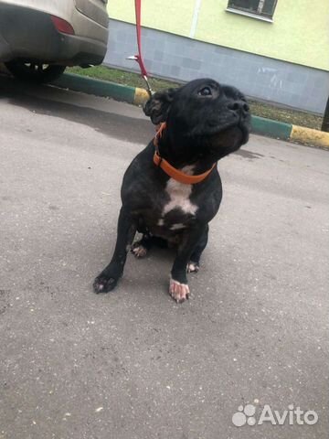 Стаффордширский бультерьер в добрые руки