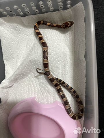 Маисовый полоз