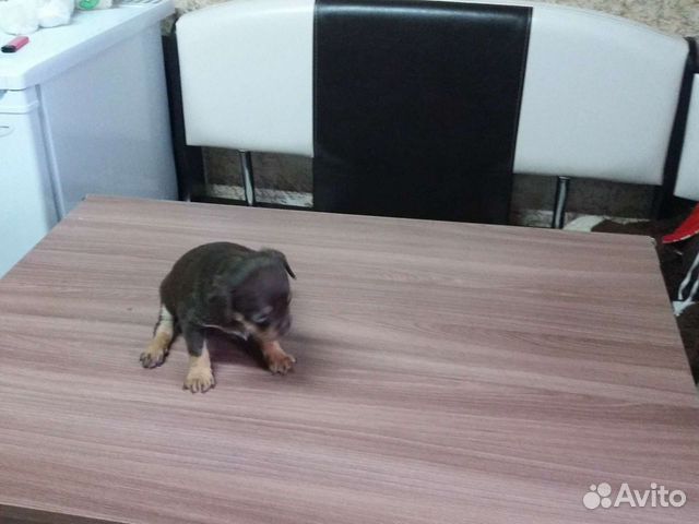 Продам тойчика