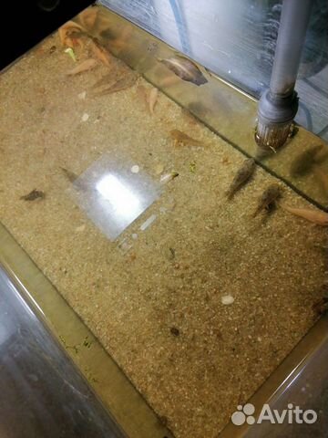 Барбусы. Коридорасы(разные)