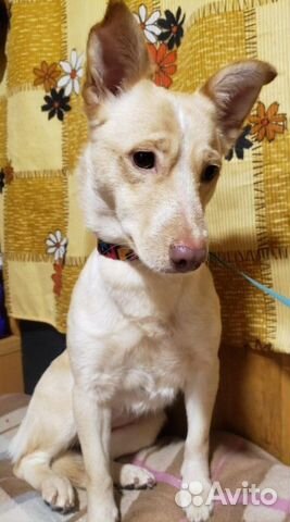 Умняшка Инжирочка