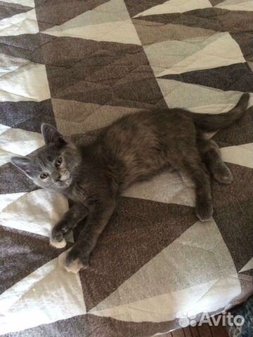 Котёнок в добрые руки