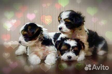 Крошки бивер йорки