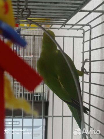 Продам птенца Ожерелового попугая