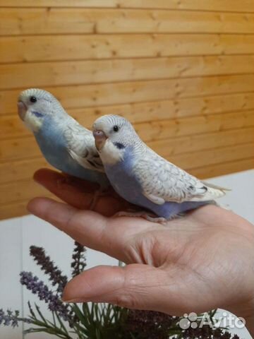 Волнистые попугайчики