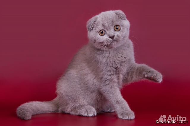 Замечательные Шотландские котята