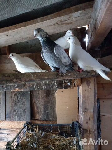 Продажа бакинских голубей