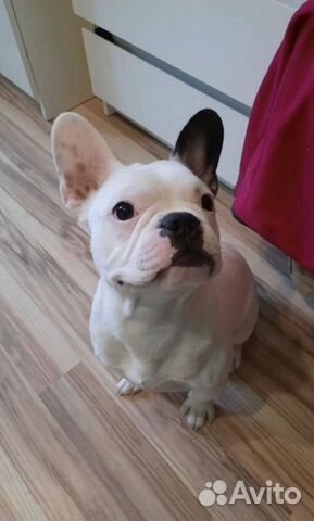 Французский бульдог для вязки