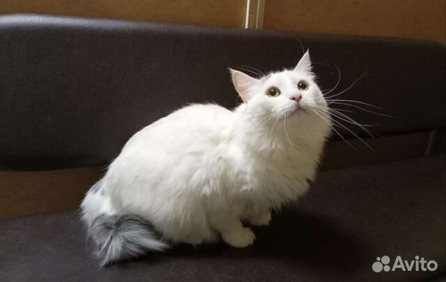 Кот ищет свою семью