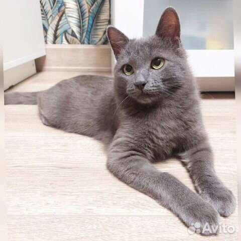 Найденный кот ищет дом