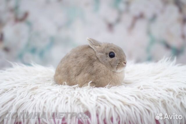 Кролик девочка минор 950 граммов, голубой олений