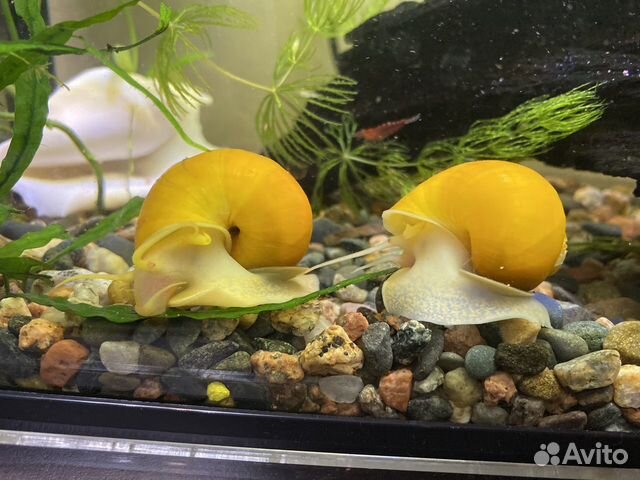 Улитки аквариумные ампулярии