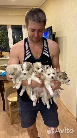 Собака