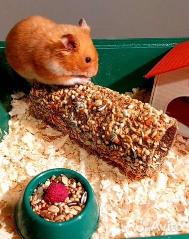 Сирийский хомяк