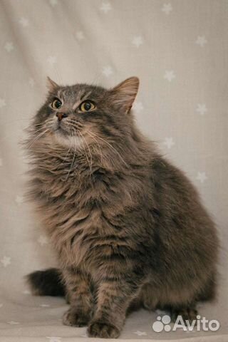 Котик ищет дом