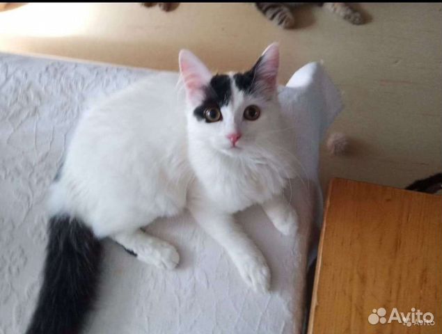 Ласковая кошечка Афина ищет дом