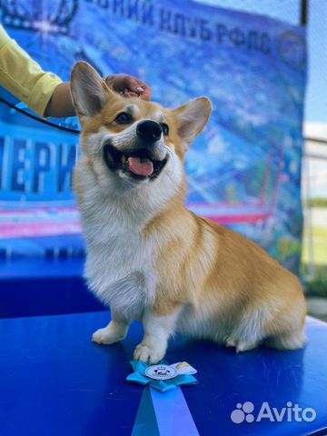 Велыш корги пемброк вязка