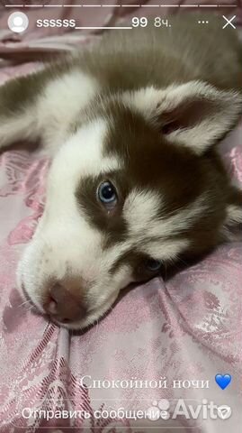 Собака хаски