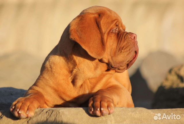 Щенок бордоского дога