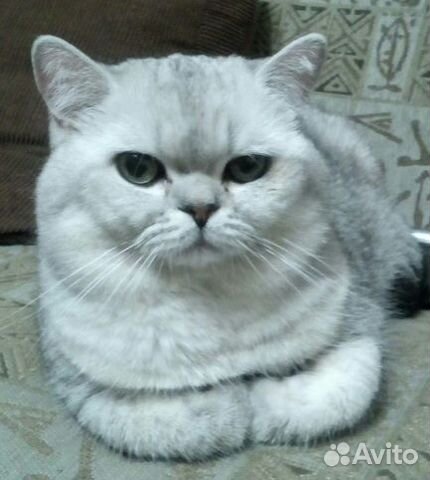 Котик для вязки