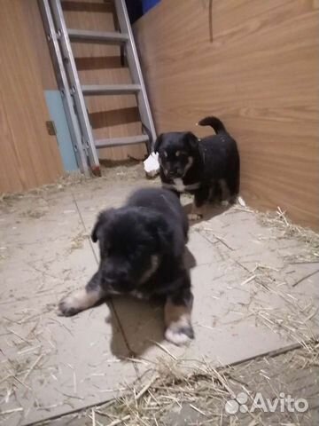 Щенки вео и дворняжки