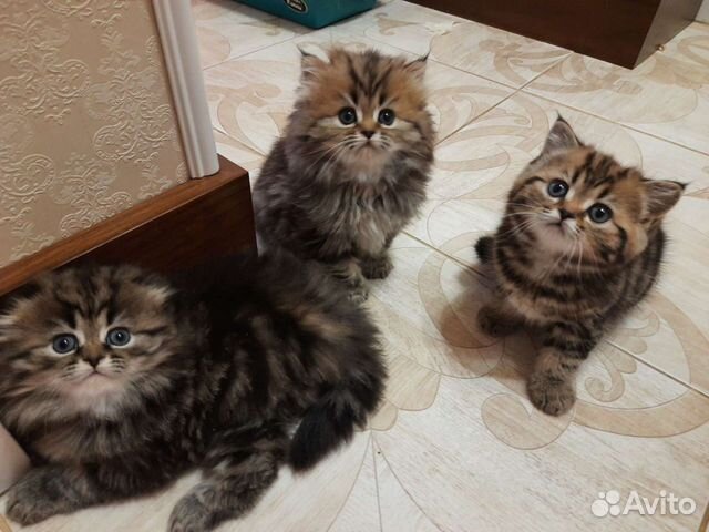 Шотландские котята Хайлендер