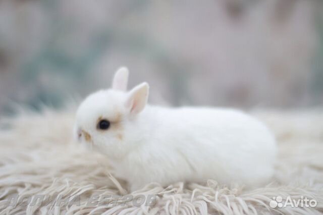 Кролик минор, мальчик