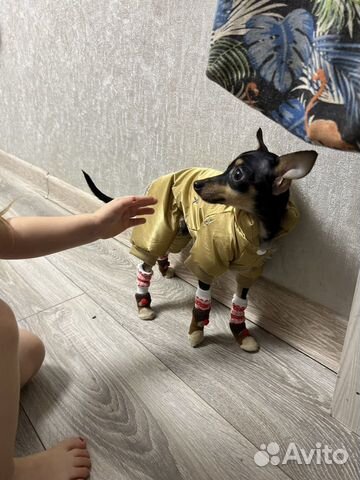 Той-терьер