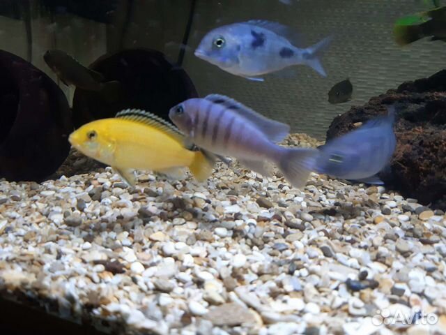Малавийские цихлиды (в наличии 10 штук)