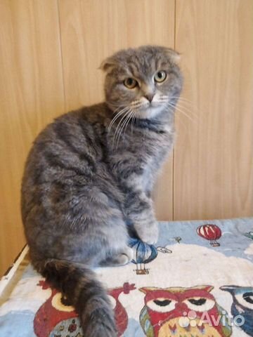 Кошка Глэдис ищет дом