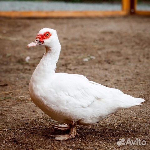 Утки индоутки