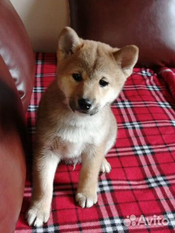 Сиба Ину Шиба Ину Щенки