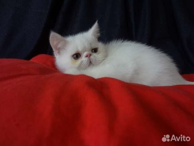 Кисулиэкзо