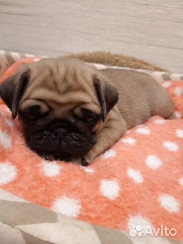 Продам щенка