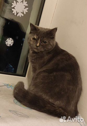 Кошка британка-шотланка на вязку